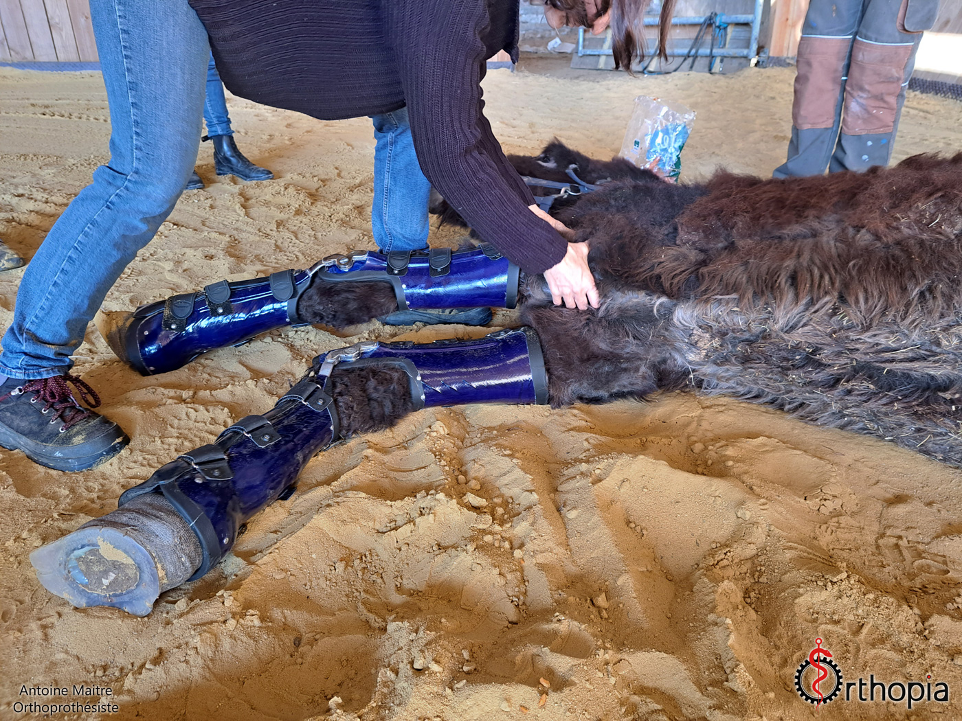 Attelle Articulée Equine - Orthopia-Prothèses | Prothèses pour animaux