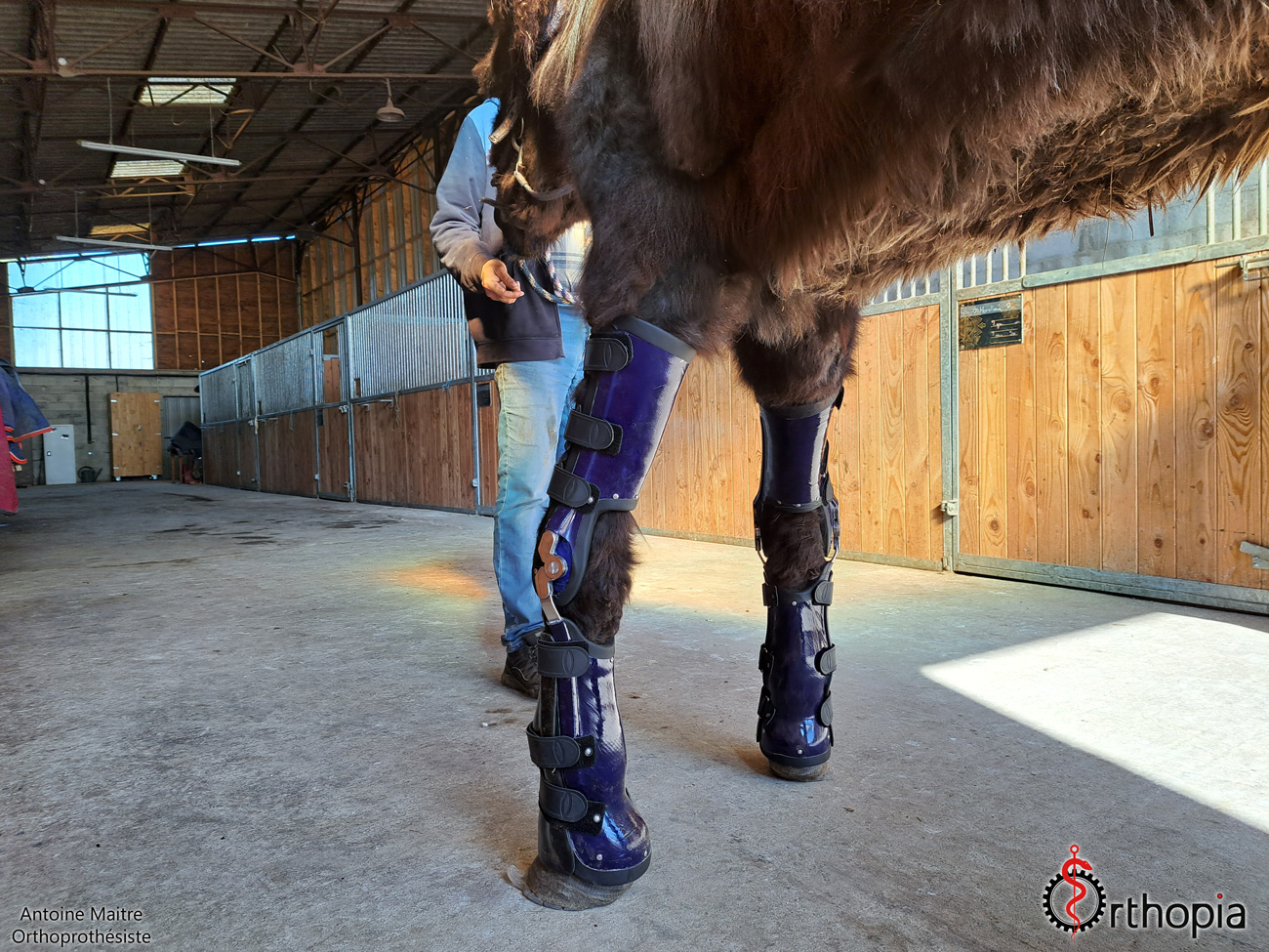 Attelle Articulée Equine - Orthopia-Prothèses | Prothèses pour animaux