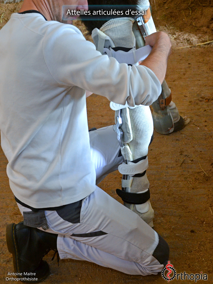 Attelle Articulée Equine - Orthopia-Prothèses | Prothèses pour animaux