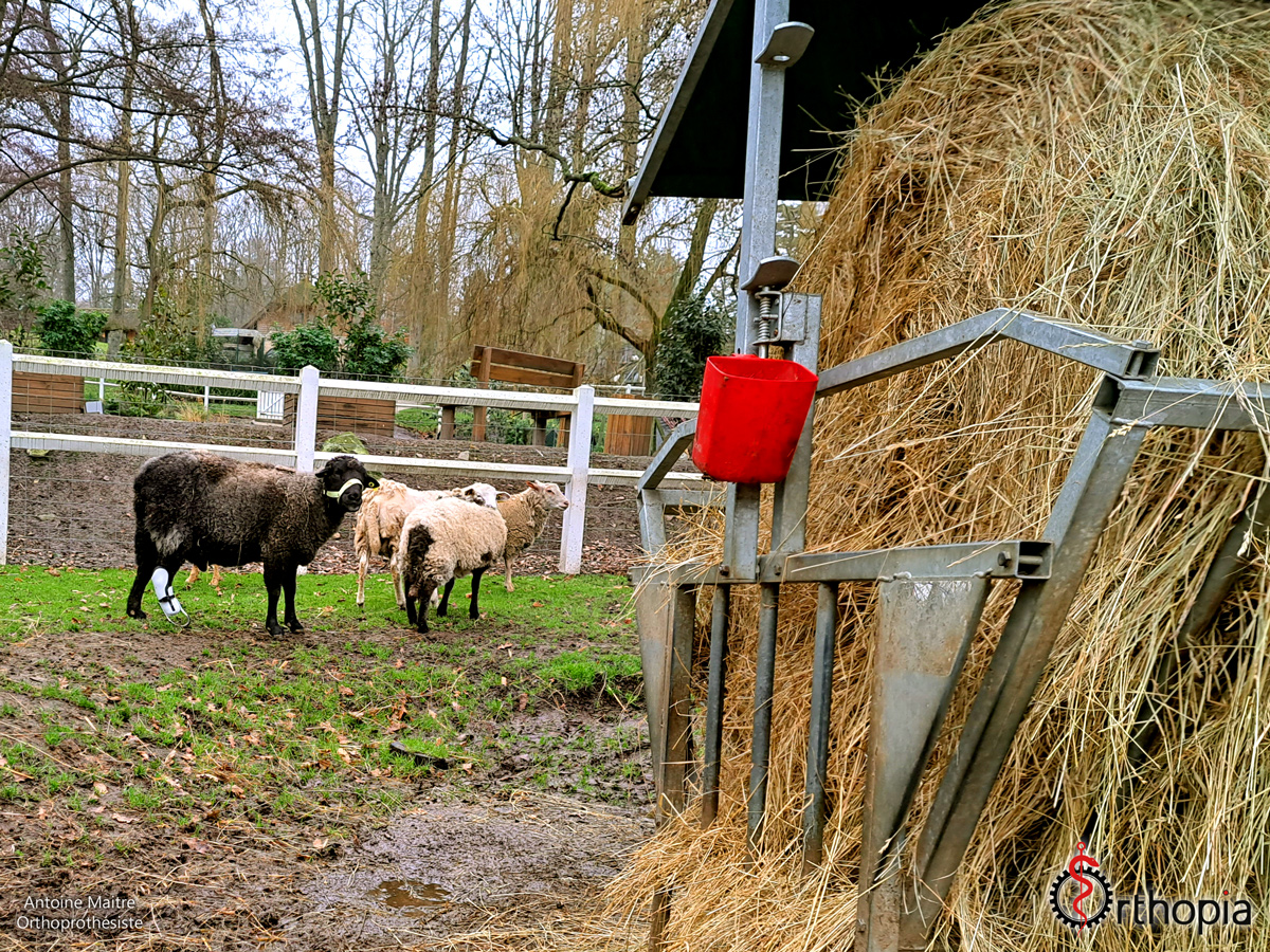 Prothèse pour Mouton - Orthopia-Prothèses | Prothèses pour animaux