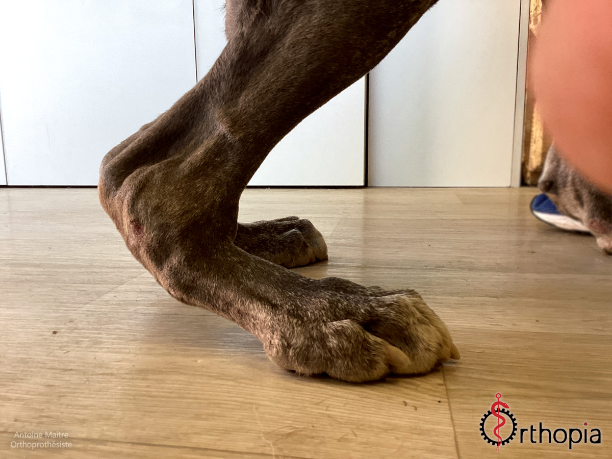 Attelles de posture pour Chien - Hyperflexion du Tarse - Orthopia ...