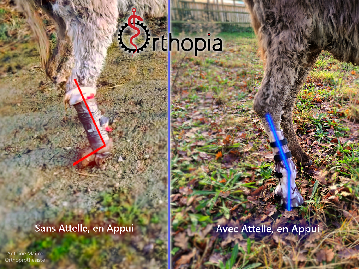 Attelle pour bouleture - Orthopia-Prothèses | Prothèses pour animaux