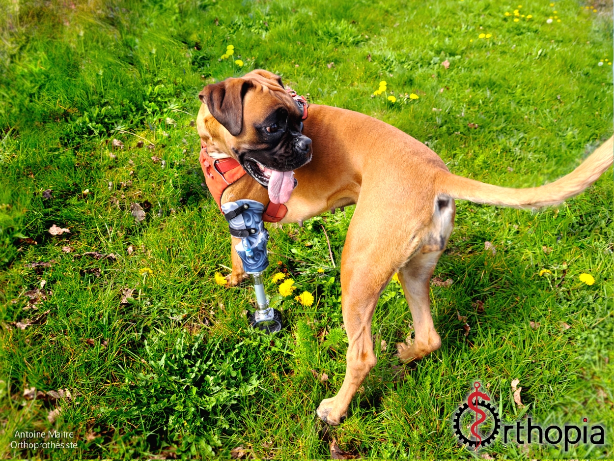 Prothèse pour chien, Boxer - Orthopia-Prothèses | Prothèses pour animaux